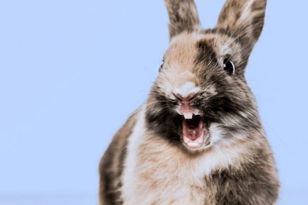 What To Do When Your Rabbit Is Screaming? | Here Bunny