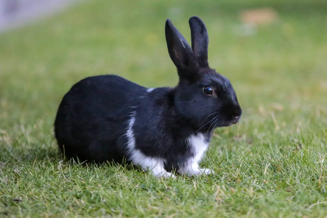 Neo Predef Powder: Ingredients, Uses, And Other Ways To Take Care of ...