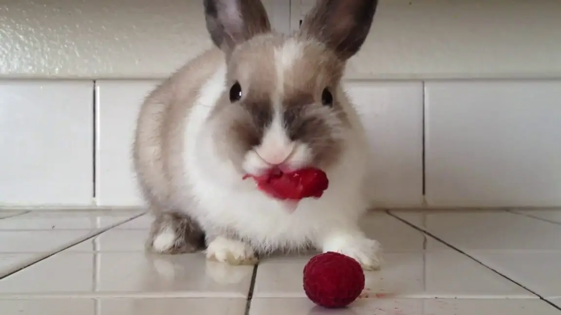Raspberries For Rabbits: Feeding Guide, Nutrition & Facts - Here Bunny