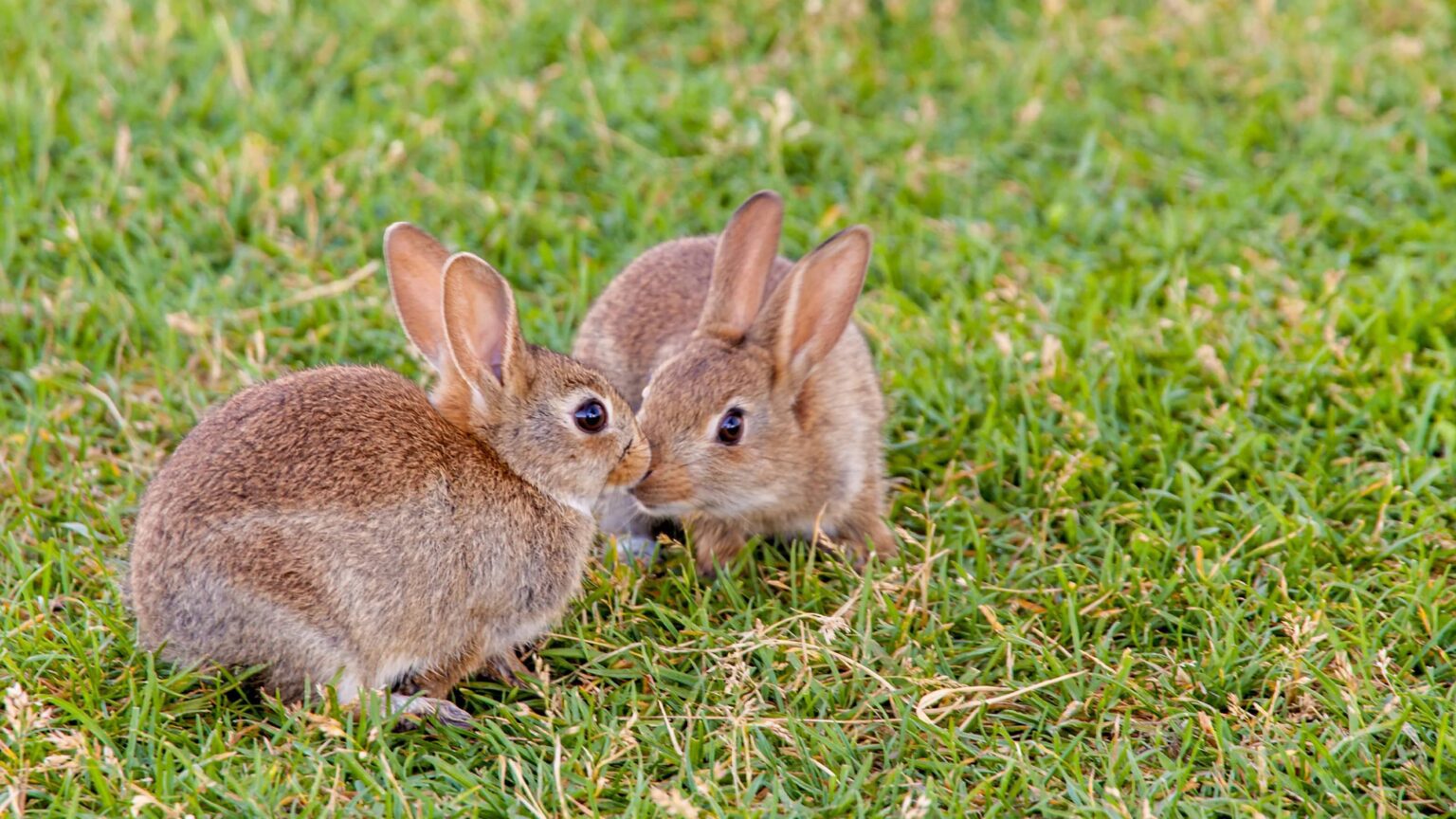 Ear Mites in Rabbits: Diagnosing, Risks, Prevention & Treatment | Here ...