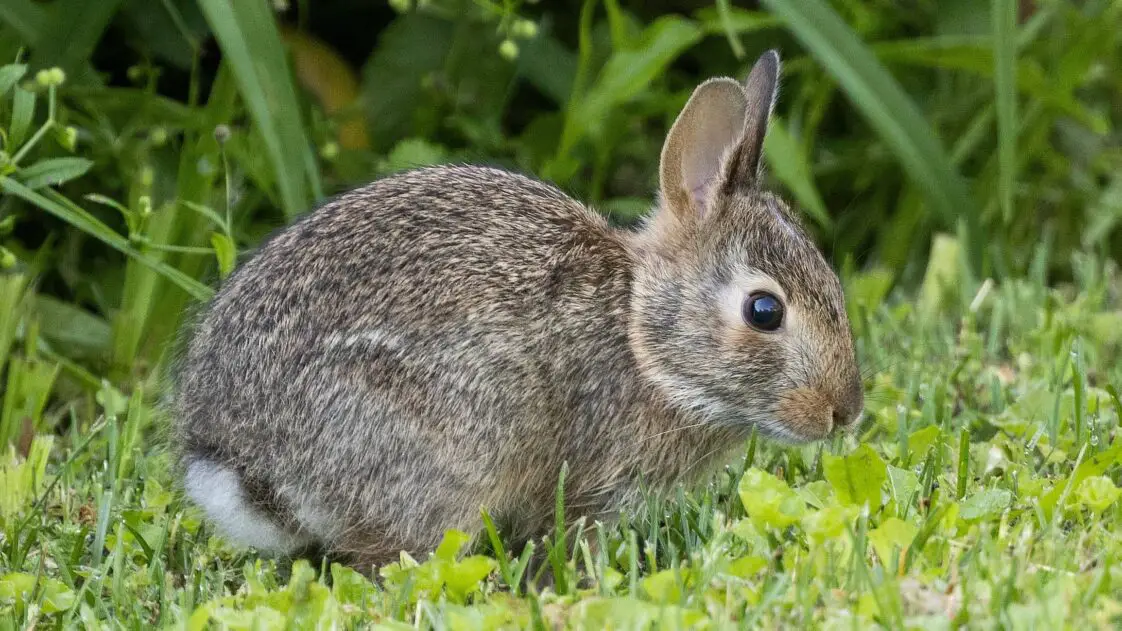 Diarrhea In Rabbits: Causes, Treatment & Prevention - Here Bunny
