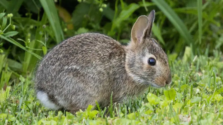 Diarrhea In Rabbits: Causes, Treatment & Prevention - Here Bunny