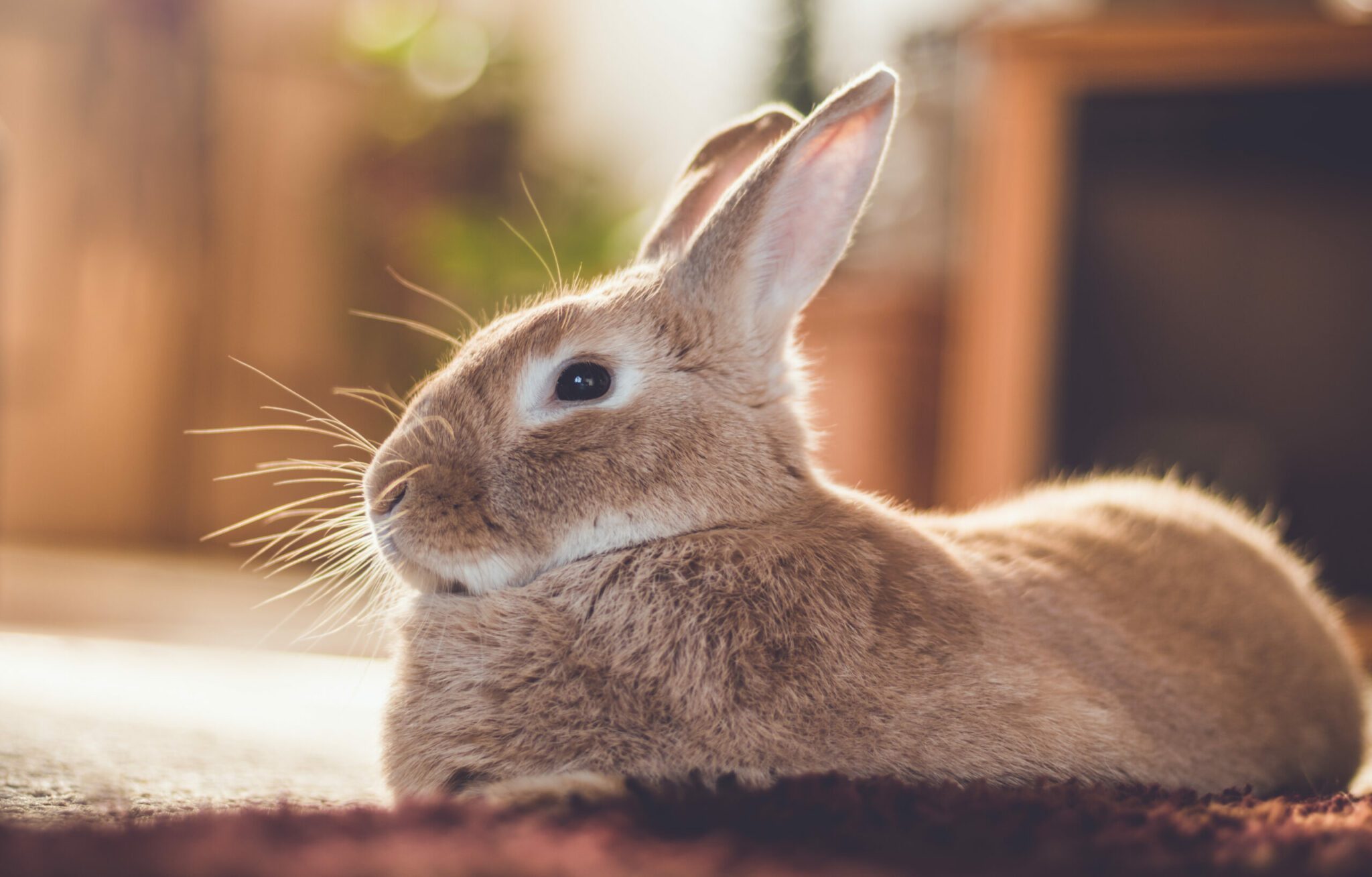 Pyometra in Female Rabbits: Causes, Symptoms, Diagnosing, Treatment ...