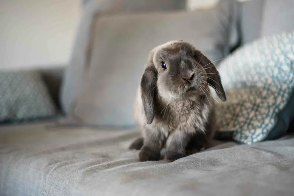 Rabbit Testicles: Common Problems, Symptoms & Best Practices - Here Bunny