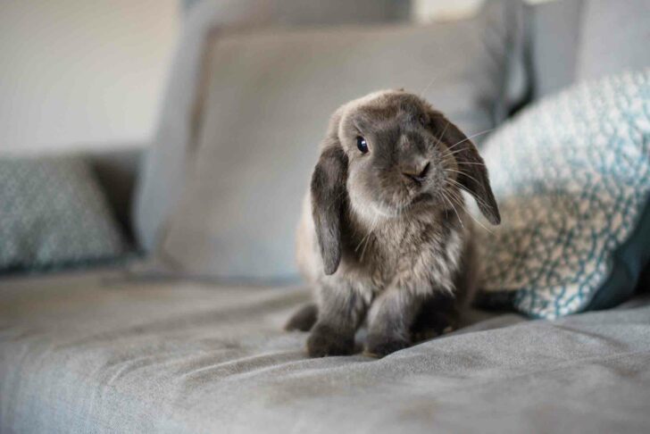 Rabbit Testicles: Common Problems, Symptoms & Best Practices - Here Bunny