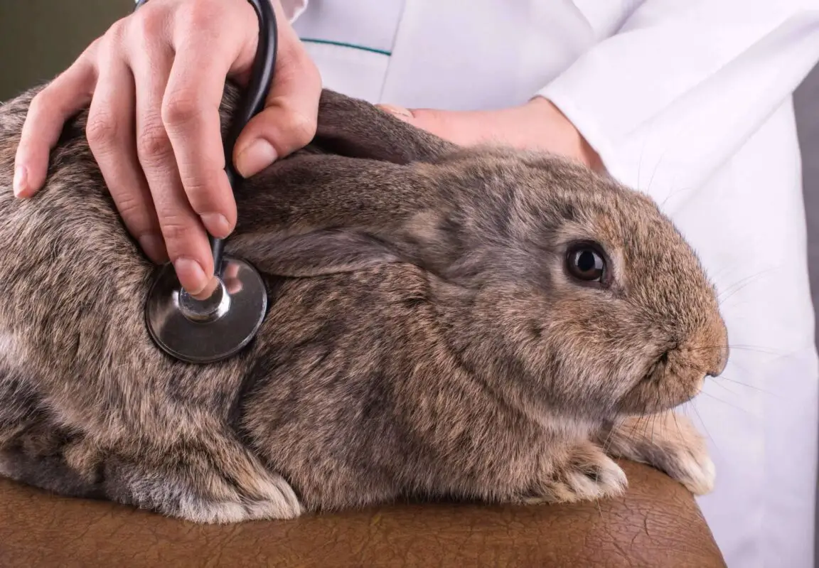 Gastrointestinal Stasis In Rabbits: What It Is, Causes, Signs ...