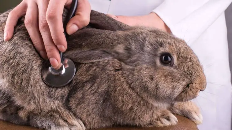 Obesity In Rabbits: Signs, Causes, Prevention, and Treatment - Here Bunny