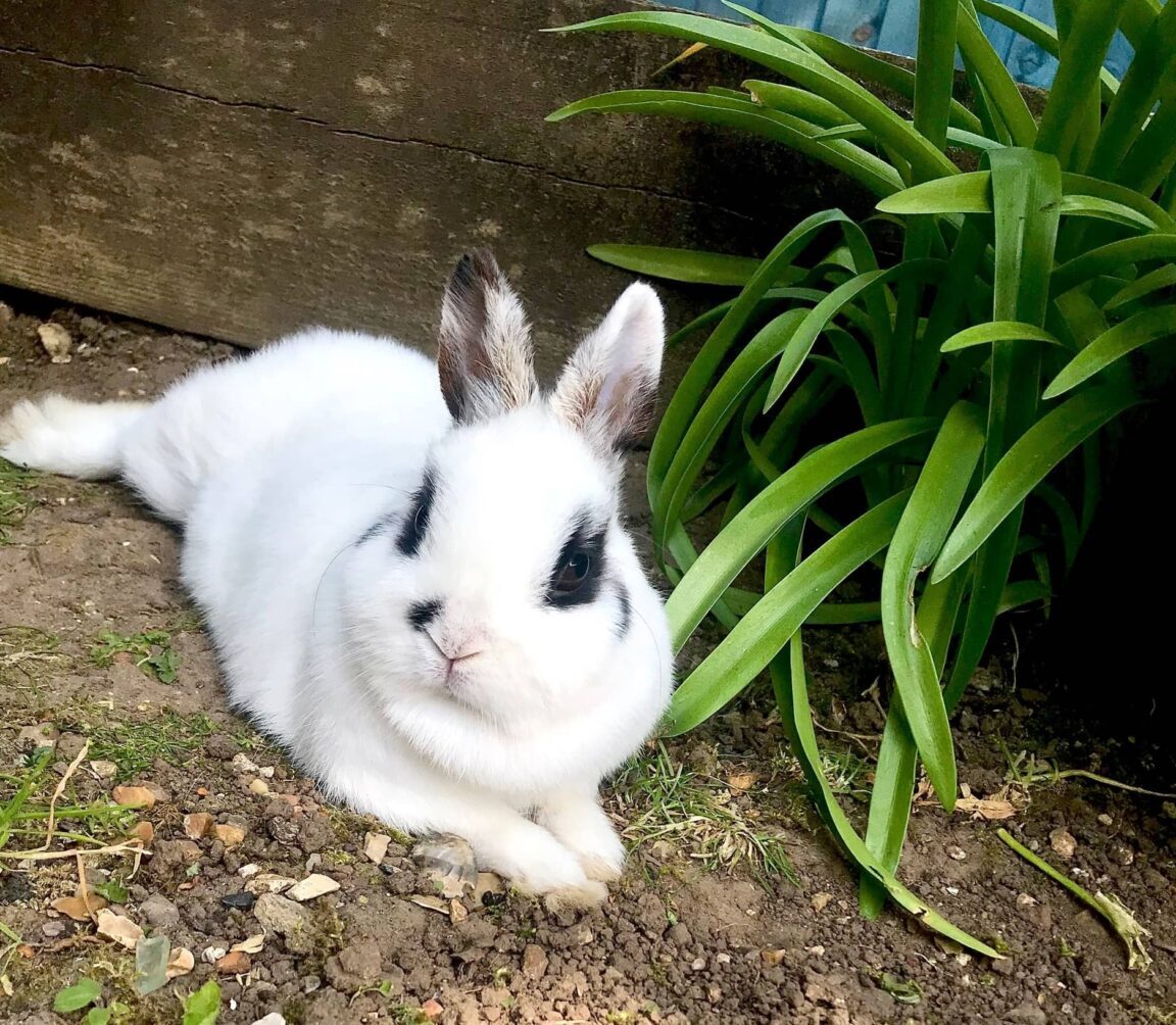 Rabbit’s Digestive System: Parts, Problems, Treatment & Prevention ...