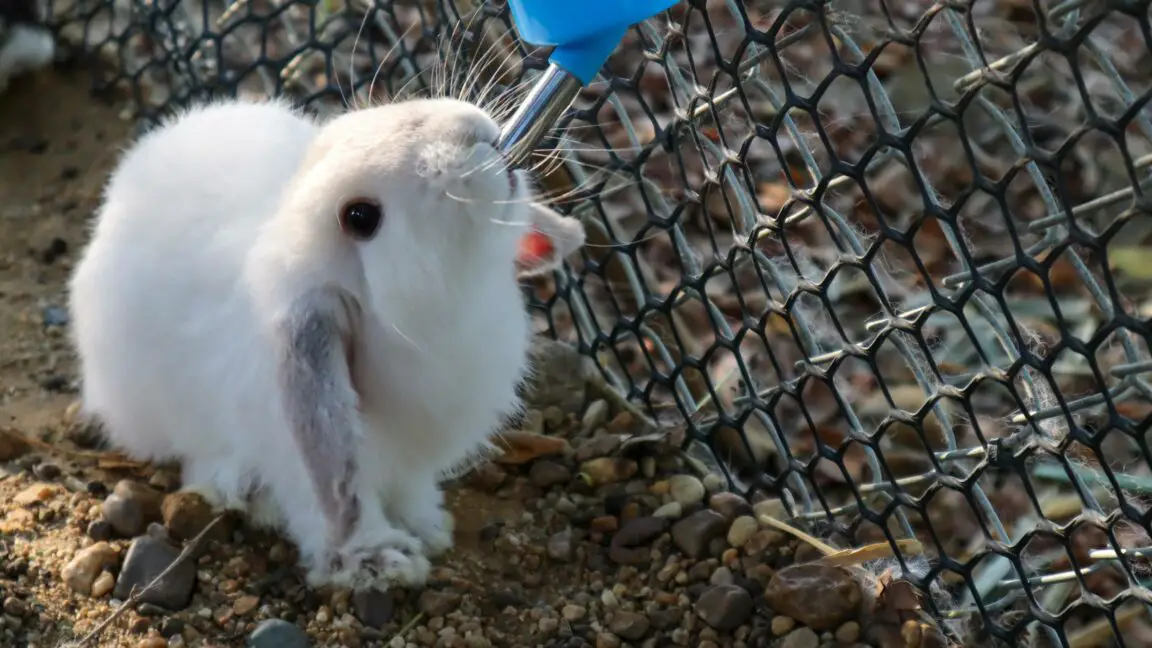 Understanding the Drinking Habit of a Rabbit - Here Bunny