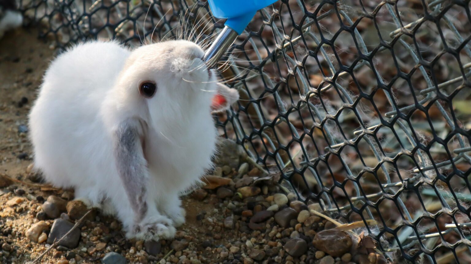 Understanding the Drinking Habit of a Rabbit - Here Bunny