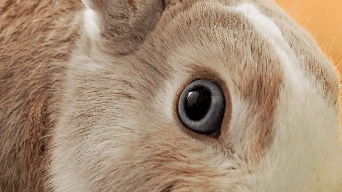 Rabbit Poop: How Type, Texture, Color, and Shape Indicate Health ...