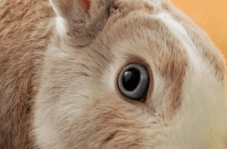 Understanding Your Rabbit’s Eyes: Common Infections (And Treatment ...