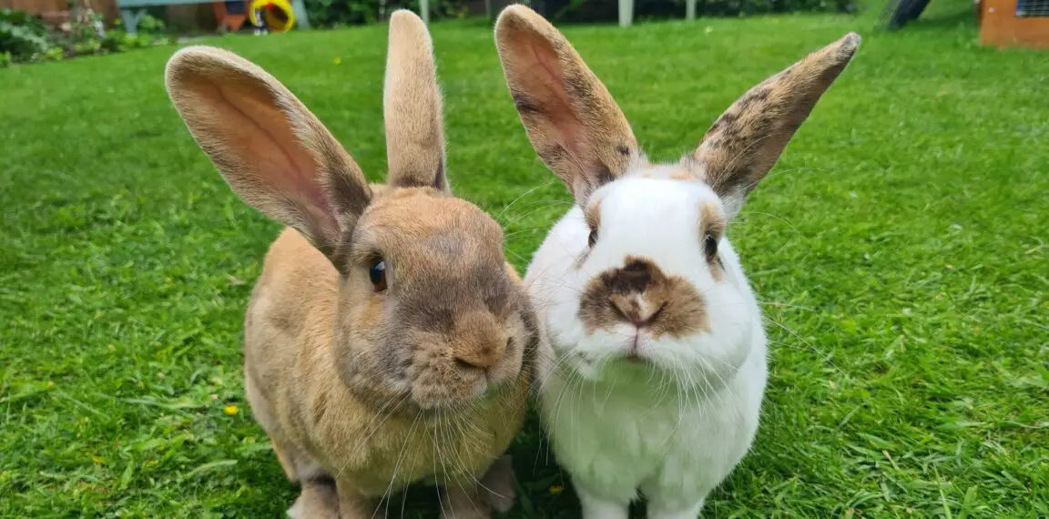 Definitive Guide to Your Rabbit’s Health | Here Bunny