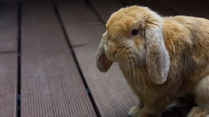 Lumps In Rabbits (Causes, Types, & Treatment) | Here Bunny