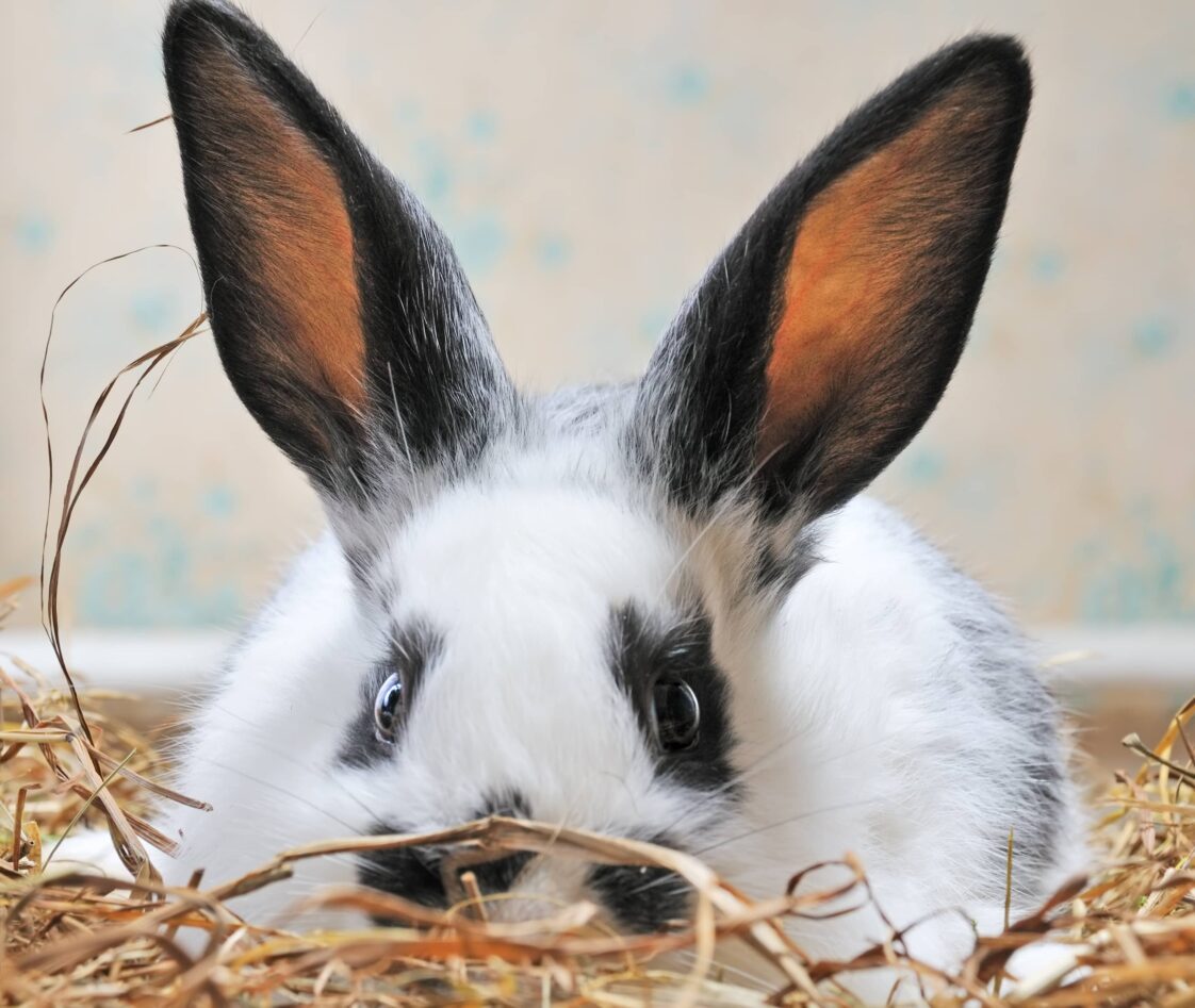 Can Rabbits Vomit? (Facts, Reasons & Disadvantages) | Here Bunny