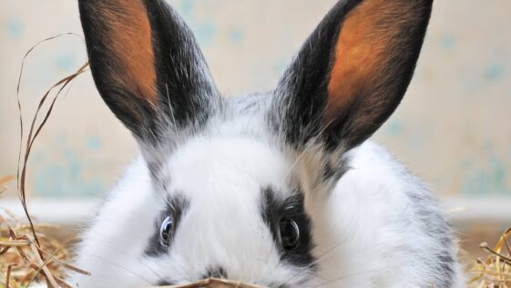 Understanding Your Rabbit’s Eyes: Common Infections (And Treatment ...