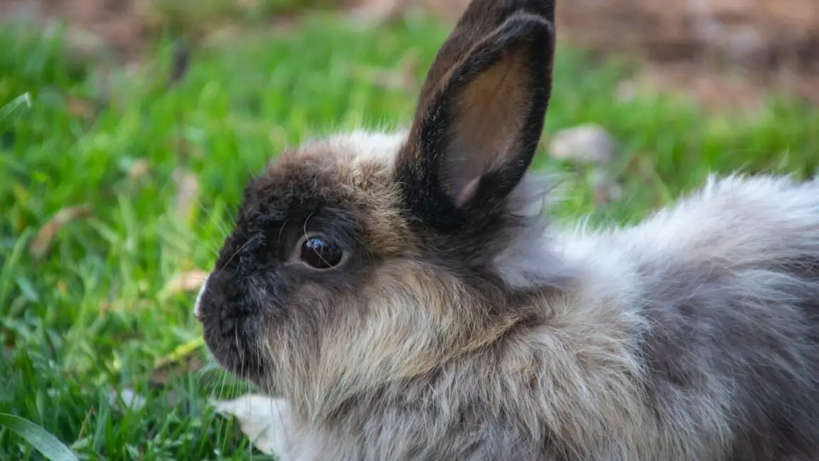 Understanding Your Rabbit’s Eyes: Common Infections (And Treatment ...
