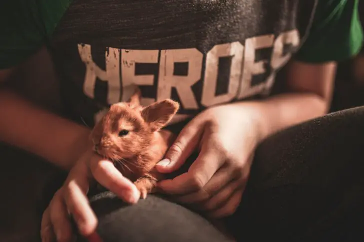 A Guide on Choosing Names For Rabbits - Here Bunny