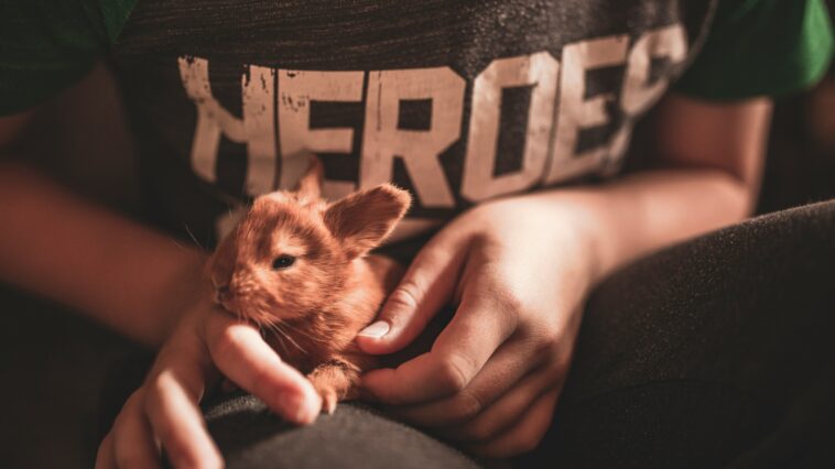 The 10 Famous Rabbits You Have to Meet in This Lifetime - Here Bunny