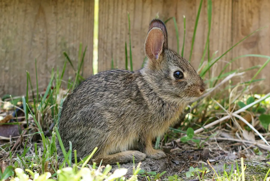 Are Rabbits Classified as Rodents? (The History and Difference) - Here ...