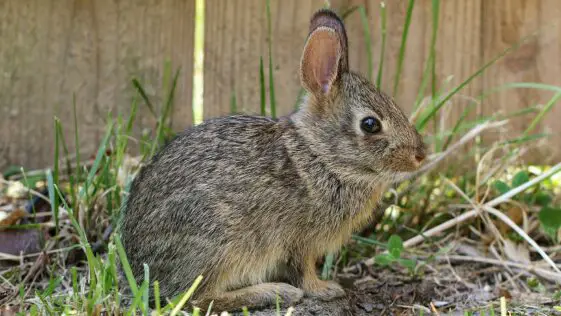 The 10 Famous Rabbits You Have to Meet in This Lifetime - Here Bunny