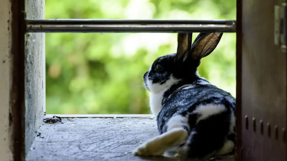 8 Rabbit Sounds (Happy, Unhappy & Angry) Every Owner Should Know - Here ...