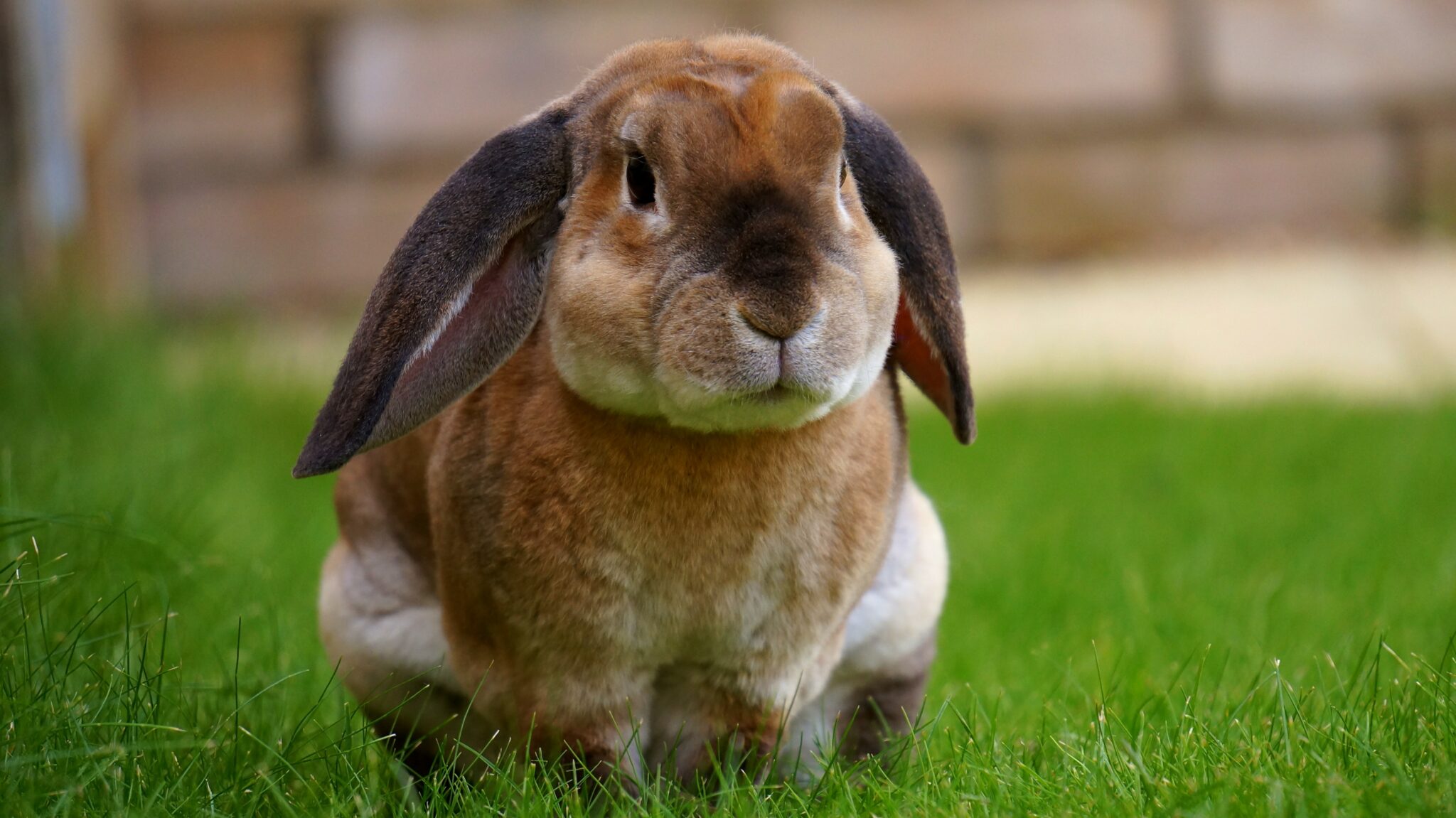 How To Tell If Your Rabbit Is Angry (Signs & Reasons) - Here Bunny