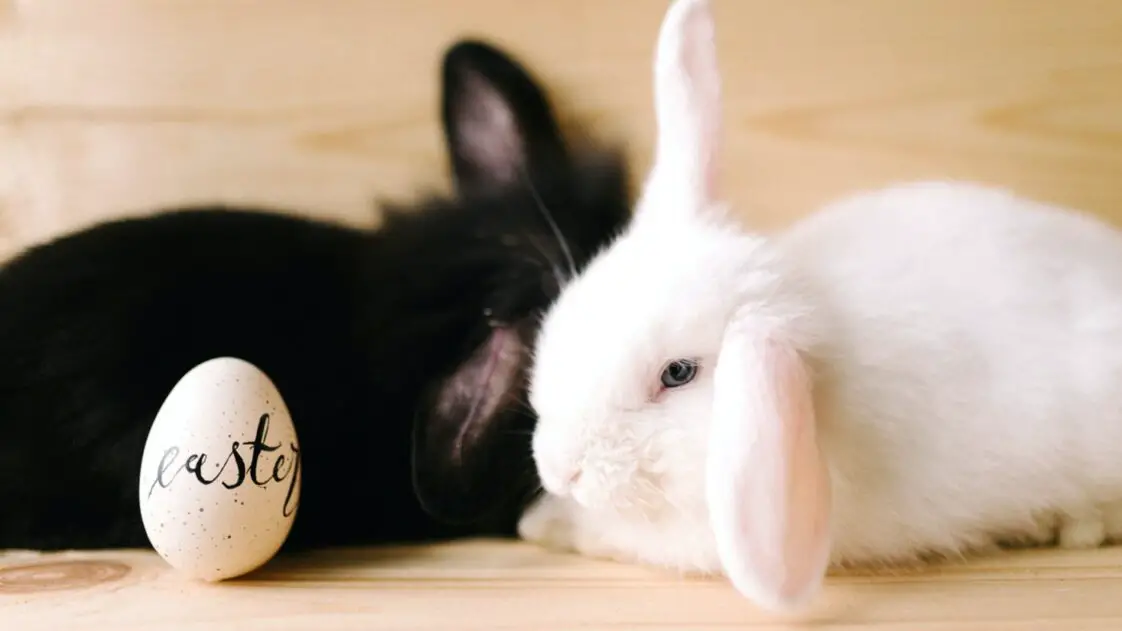 Rabbits Facts: Answers To Common Questions About Pet Rabbits | Here Bunny