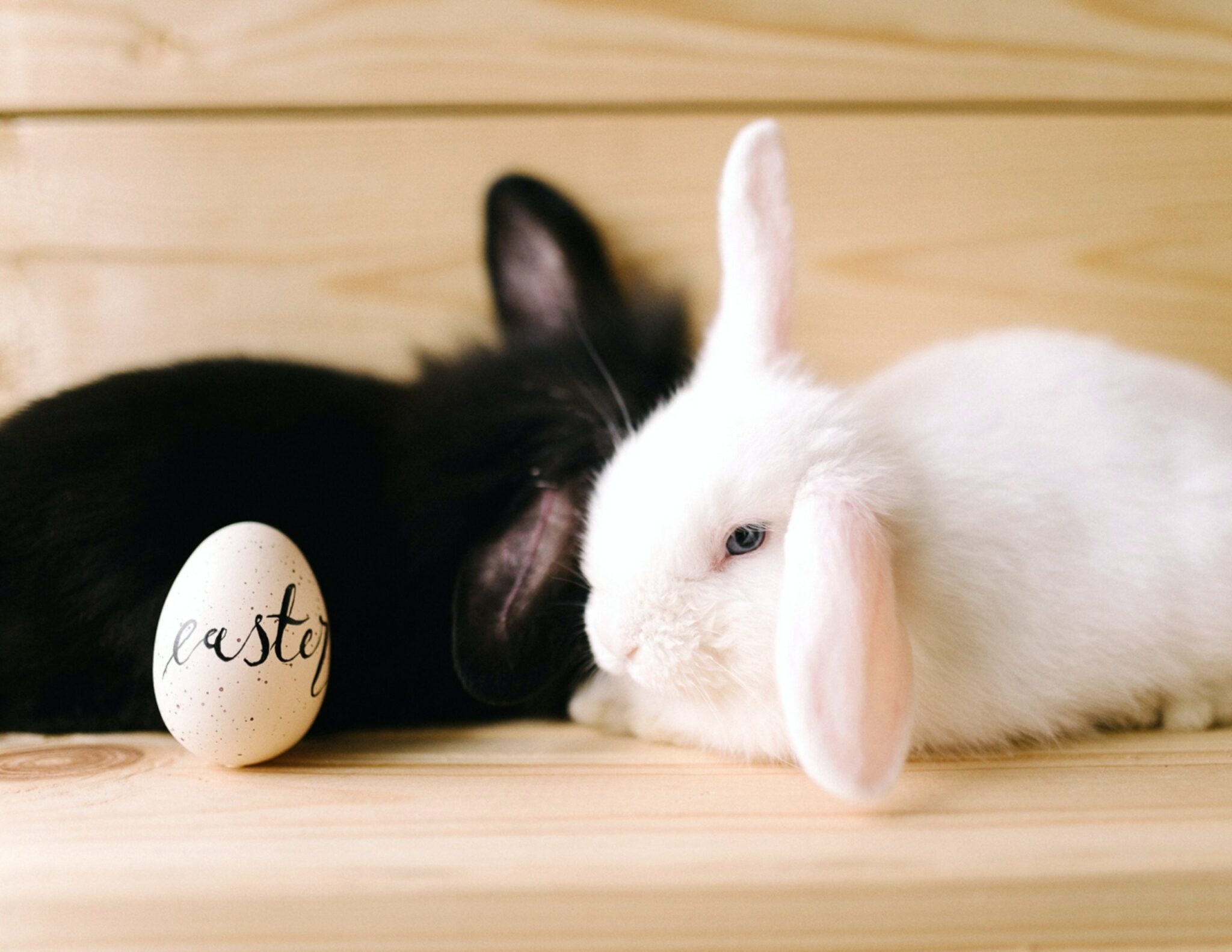 Do Rabbits Lay Eggs? (Easter Bunny Tradition and Facts Explained ...
