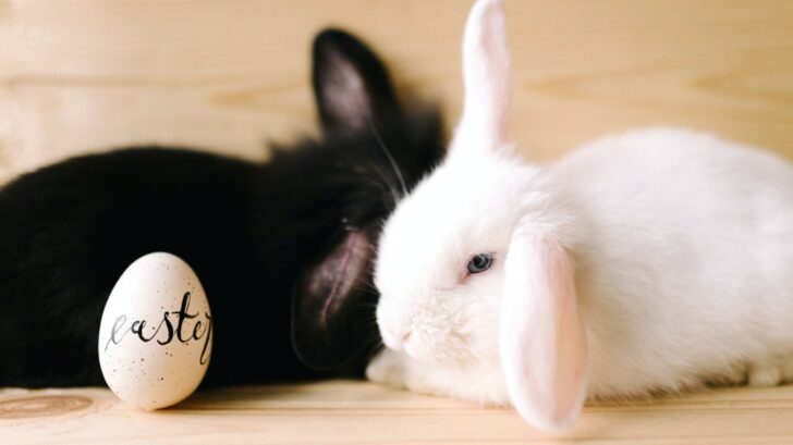 How To Tell If Your Rabbit Is Angry (Signs & Reasons) - Here Bunny