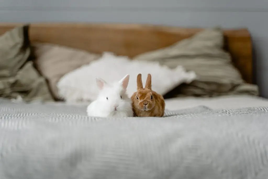 Do Rabbits Enjoy Watching Movies? (Explained With Reasons & Tips ...