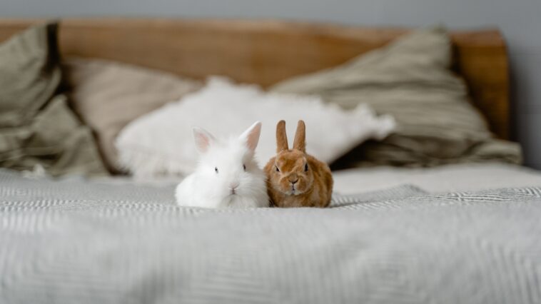 8 Rabbit Sounds (Happy, Unhappy & Angry) Every Owner Should Know - Here ...