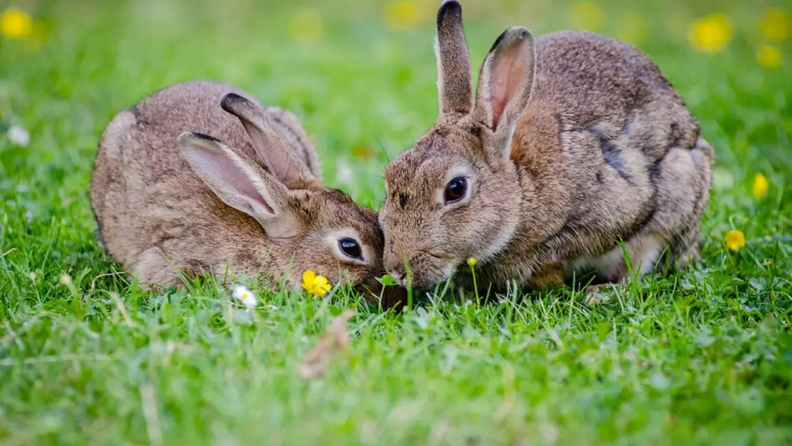 What Food Do Wild Rabbits Eat? (Facts & Feeding Guide) - Here Bunny