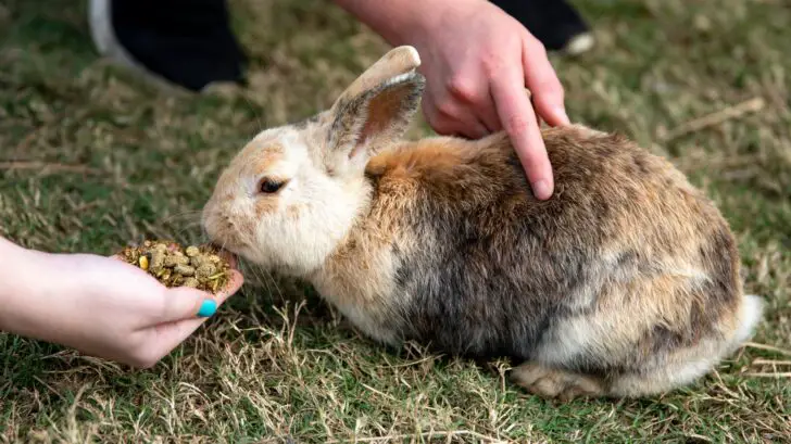 What Food Do Wild Rabbits Eat? (Facts & Feeding Guide) - Here Bunny