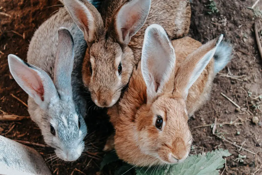 Group of Rabbits: Understanding Hierarchy, Terminologies & Care | Here ...
