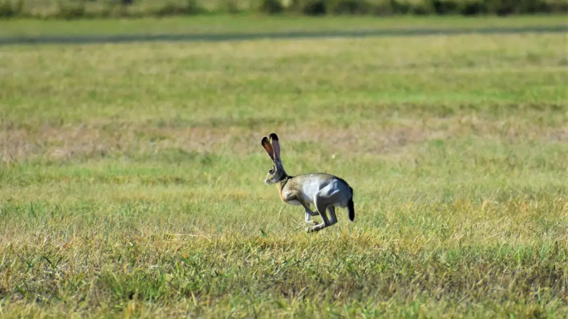 The Rabbit Scream: Understanding What To Do When Your Rabbit Is ...
