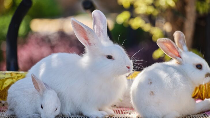 How High Can Rabbit Jump? (A Complete Guide to a Rabbit Jump) - Here Bunny