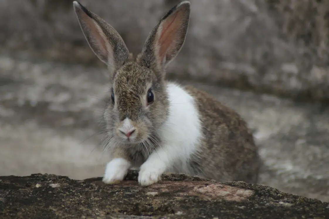 How to Clean Rabbit Paws | Here Bunny