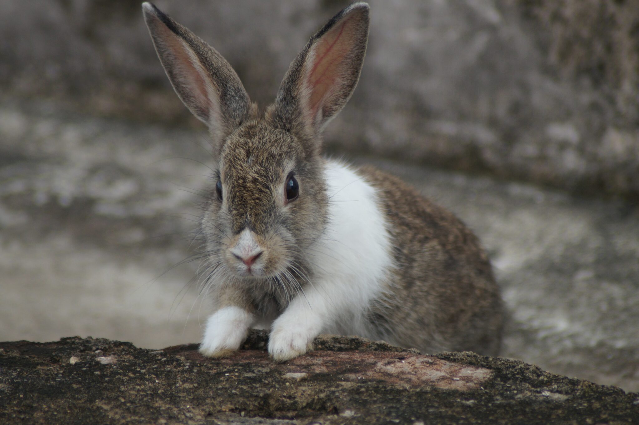 How to Clean Rabbit Paws - Here Bunny