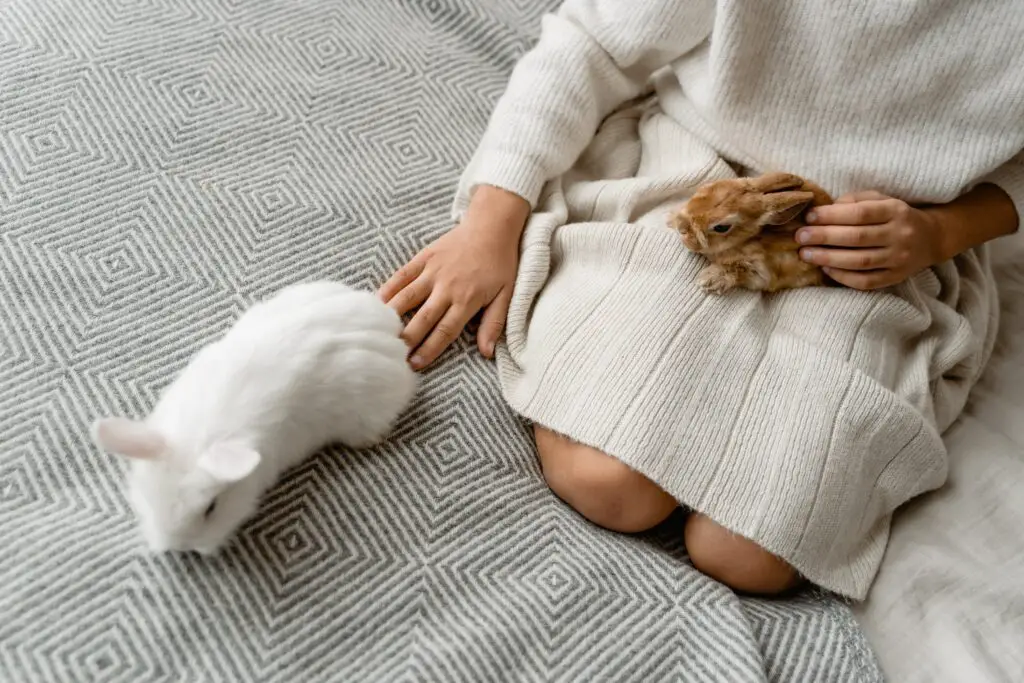 How to Clean Your Rabbits (Grooming Tips and Tools) - Here Bunny