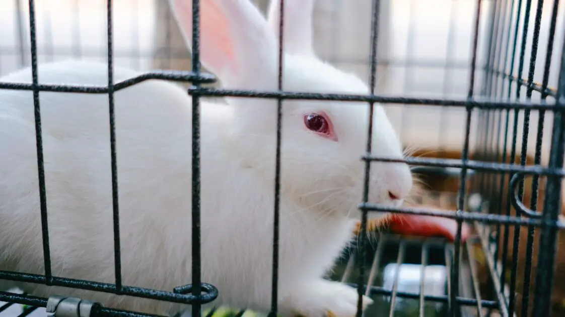 Rabbit Breeding: Can You Breed Rabbit Siblings? - Here Bunny