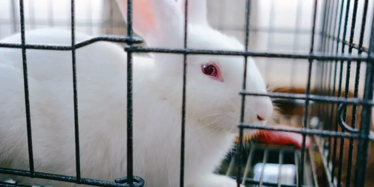 New Zealand Red Rabbit Care Sheet - Here Bunny