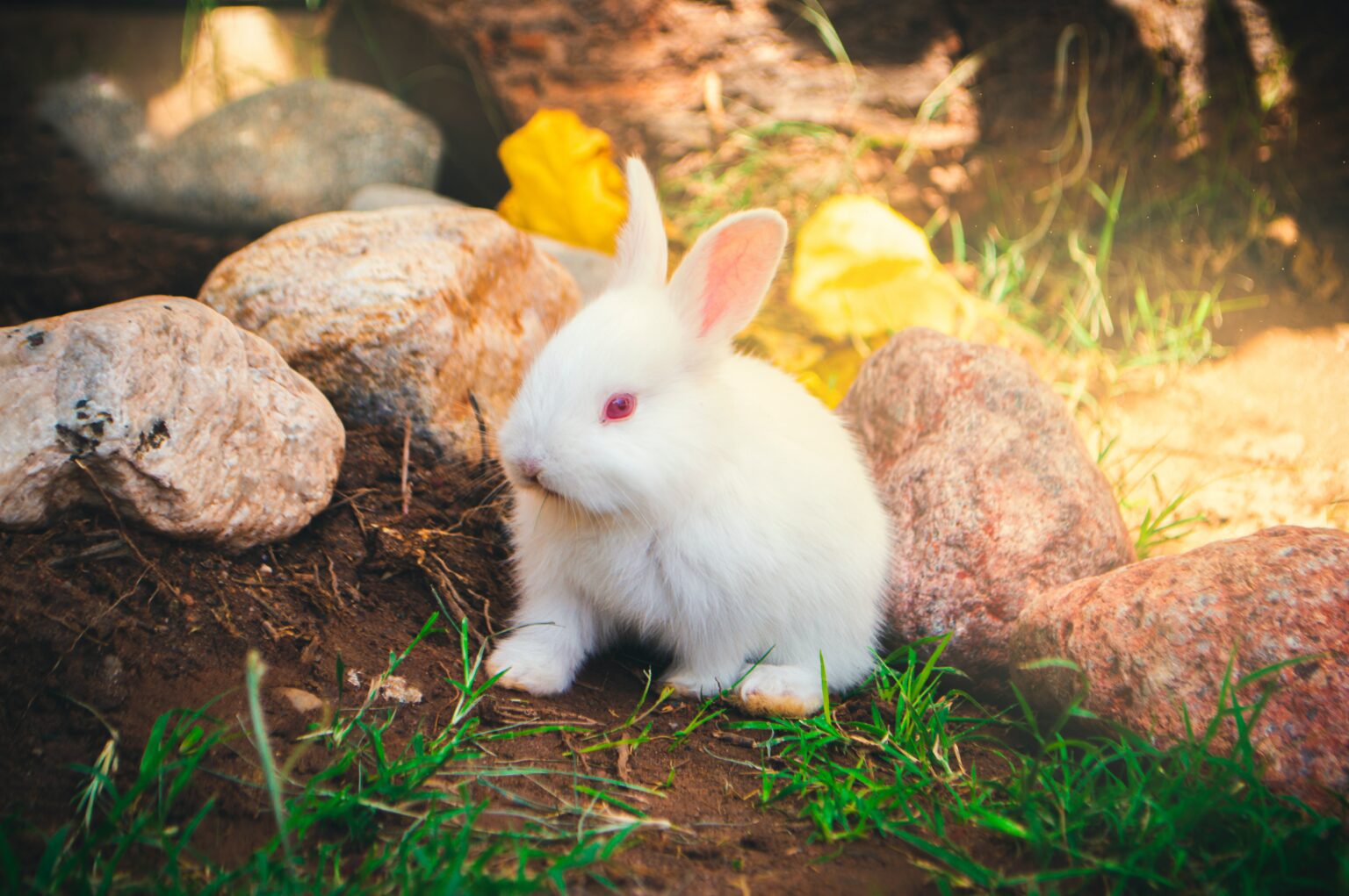 How To Tell If Your Rabbit Is Angry (Signs & Reasons) - Here Bunny