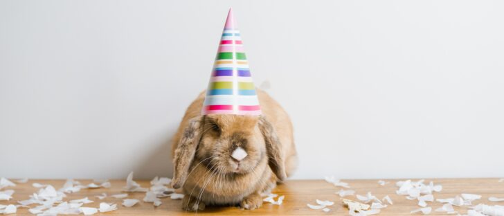 Whys and Hows of Rabbit Burrows - Here Bunny