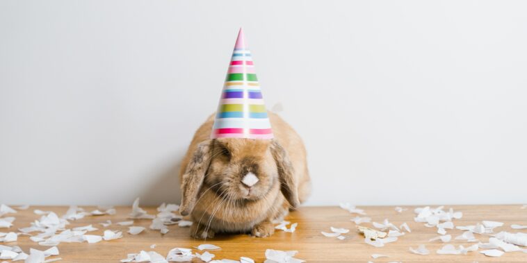 The 10 Famous Rabbits You Have to Meet in This Lifetime - Here Bunny