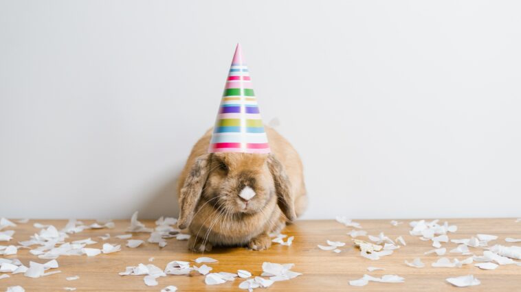 Group of Rabbits: Understanding Hierarchy, Terminologies & Care - Here ...