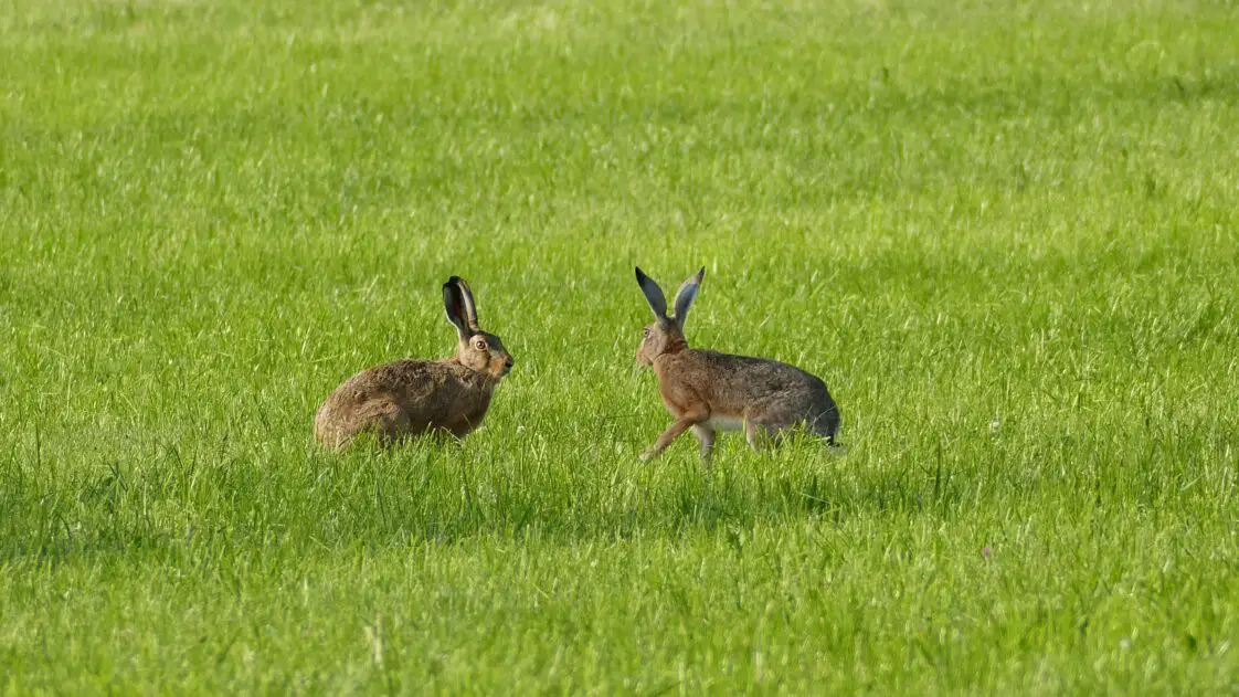 The 10 Famous Rabbits You Have to Meet in This Lifetime - Here Bunny
