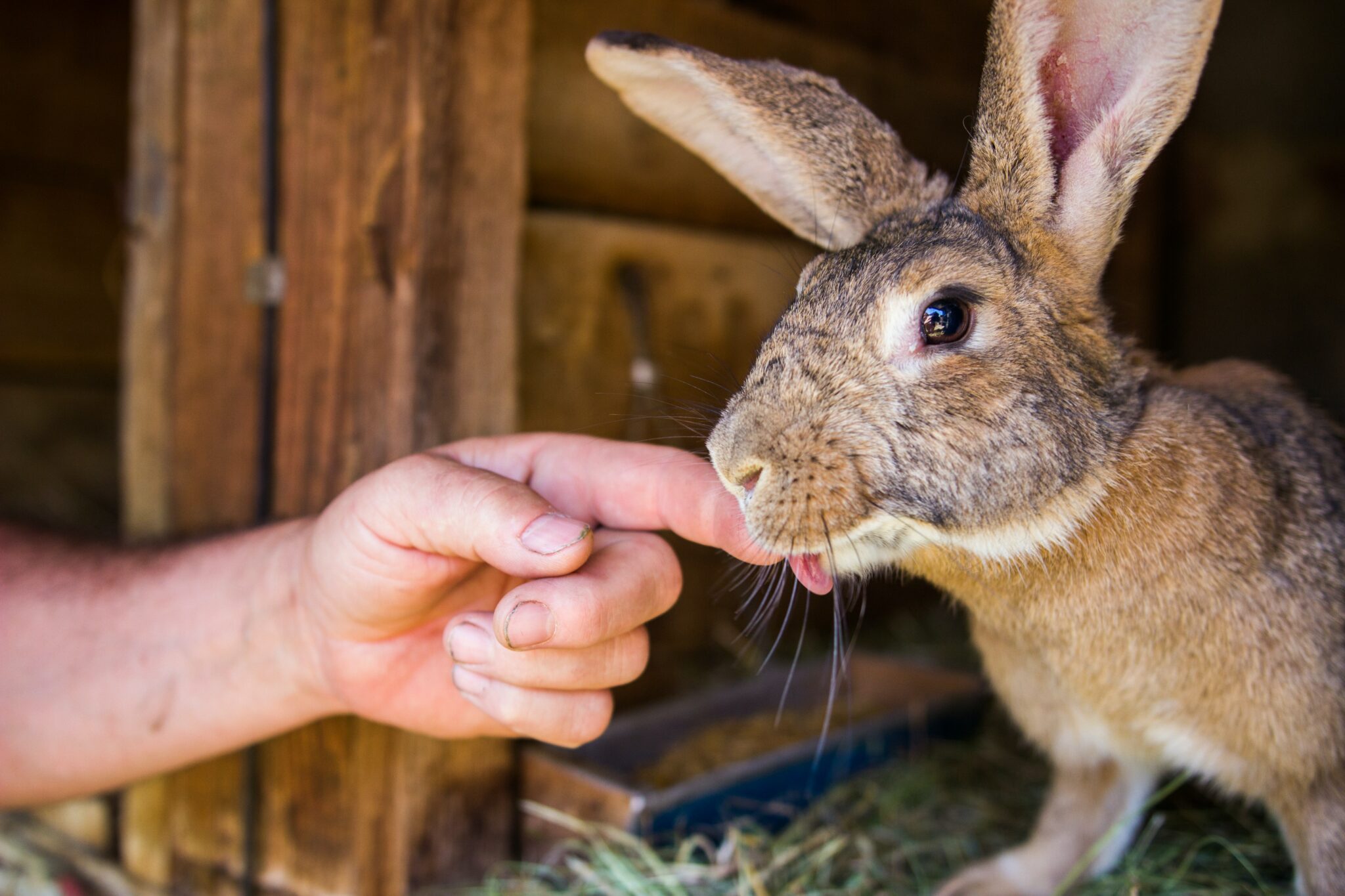 The Ultimate Guide to Taking Care of Rabbits - Here Bunny