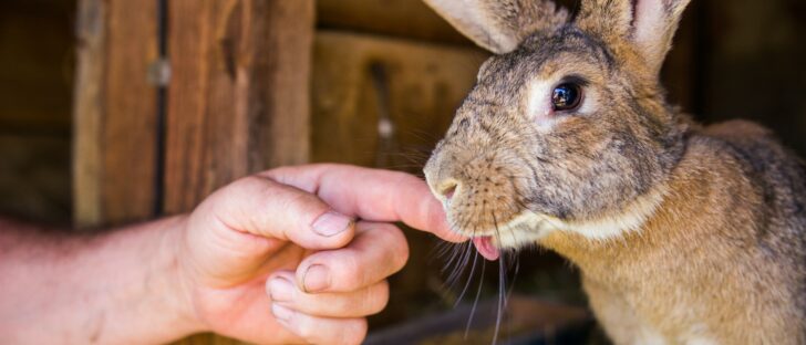 Easy Steps on How to Bathe a Rabbit - Here Bunny