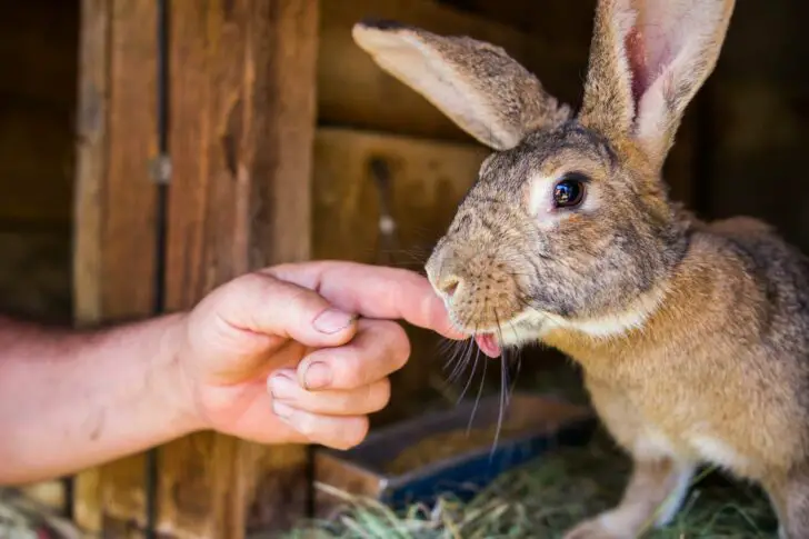 The Ultimate Guide to Taking Care of Rabbits - Here Bunny